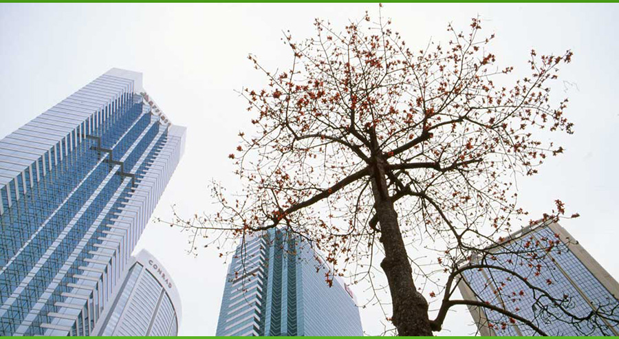 Why We Love Trees for Cities | Junkwize
